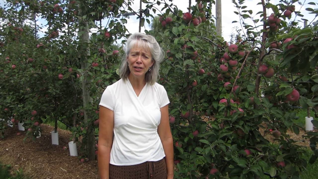 Prairie Sky Orchards first video of 2016 Season - YouTube