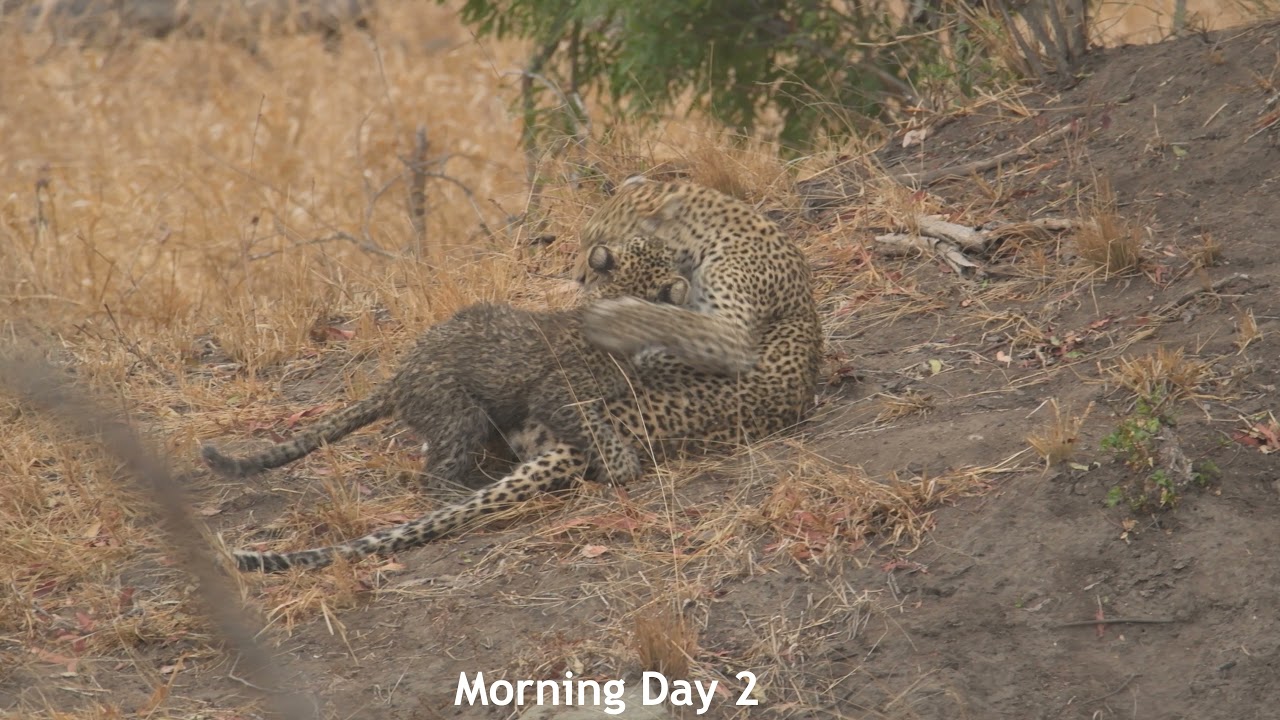 Leopard protects her Cub & Kill by Attacking Hyena (Full story - Kruger ...