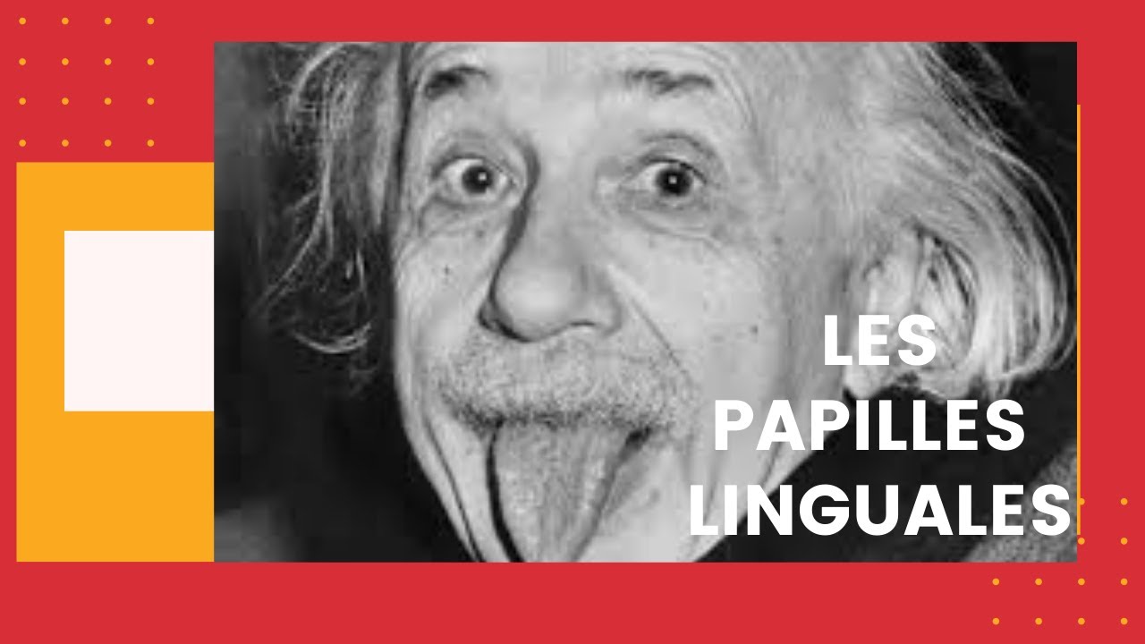 PAPILLES LINGUALES structure histologique - YouTube