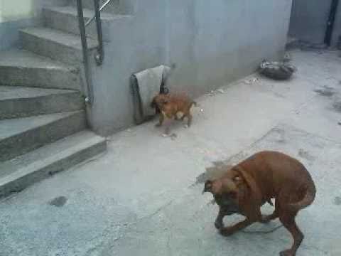 Vand pui de boxer - YouTube