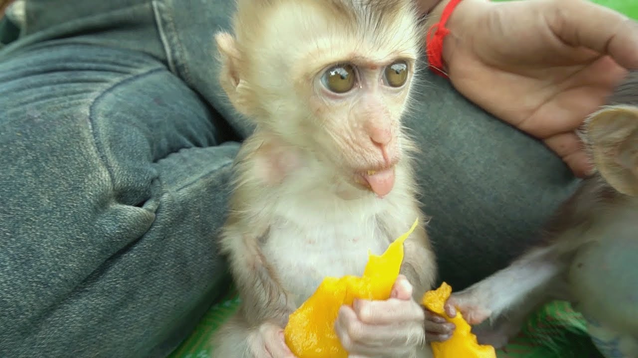 Leo and Loe monkeys so so enjoys yellow mango - YouTube