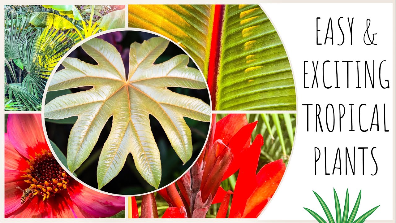 Easy Tropical Style Plants for Starting Your Garden! - YouTube