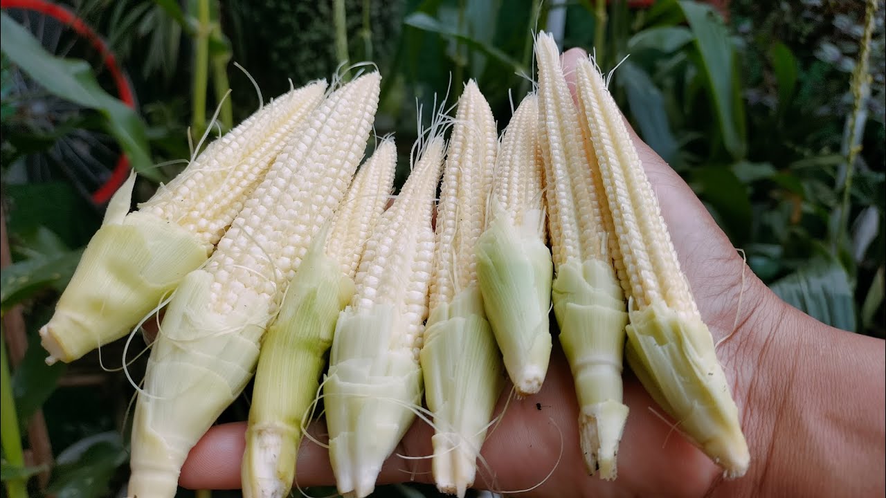 Baby corn atau putik jagung Jom Tanam sendiri - YouTube