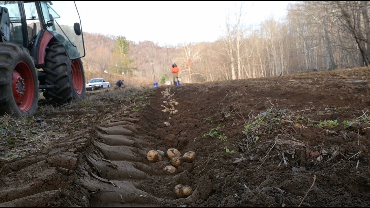 Harvesting potatoes with our potato plow - YouTube