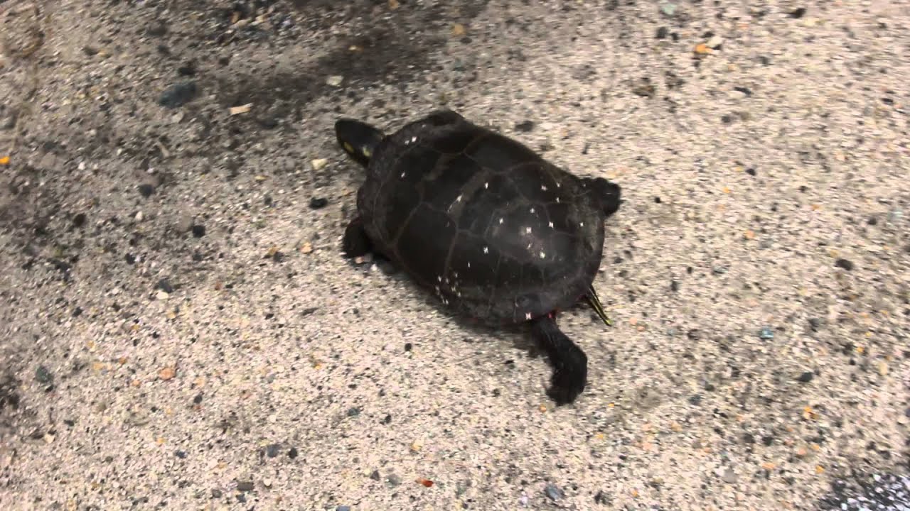 Vermont turtle - YouTube