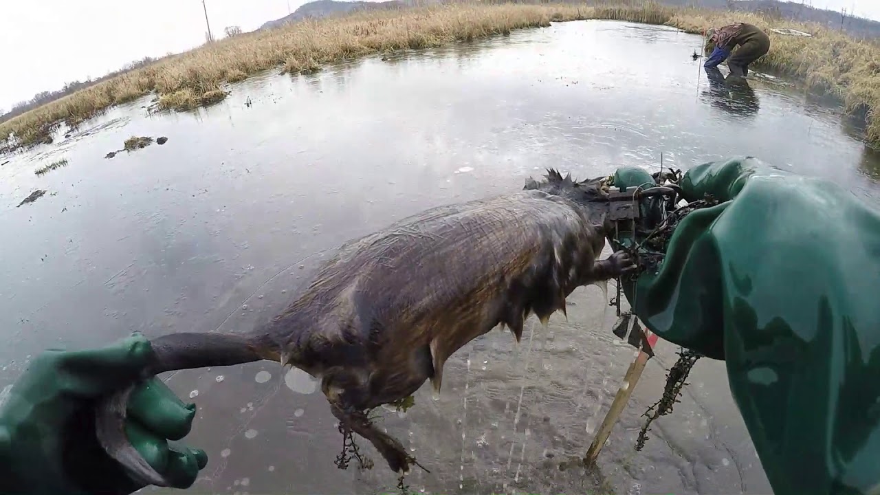 S2 Day 1 Marsh Trapping Wisconsin for Muskrats - YouTube