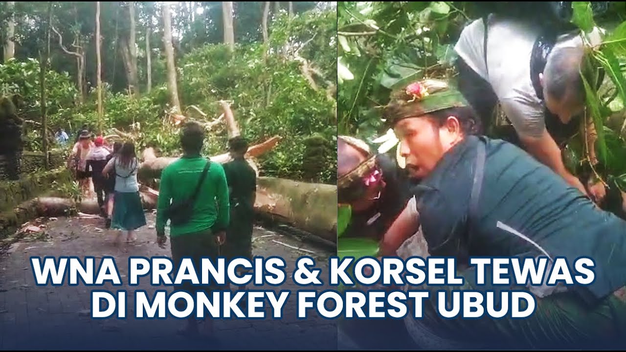 🔴Detik-detik 2 WNA Tewas Tertimpa Pohon Tumbang di Monkey Forest Ubud ...