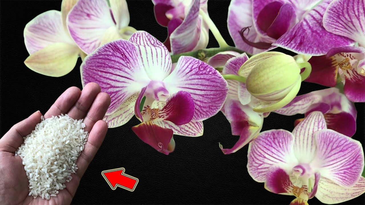 Sprinkle 1 Spoon! Hundreds Of Flowers Explode On Each Orchid Branch ...