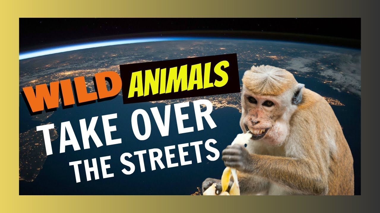 🐗 WILD 🐾 ANIMALS Take Over STREETS Around The 🌎 WORLD - YouTube
