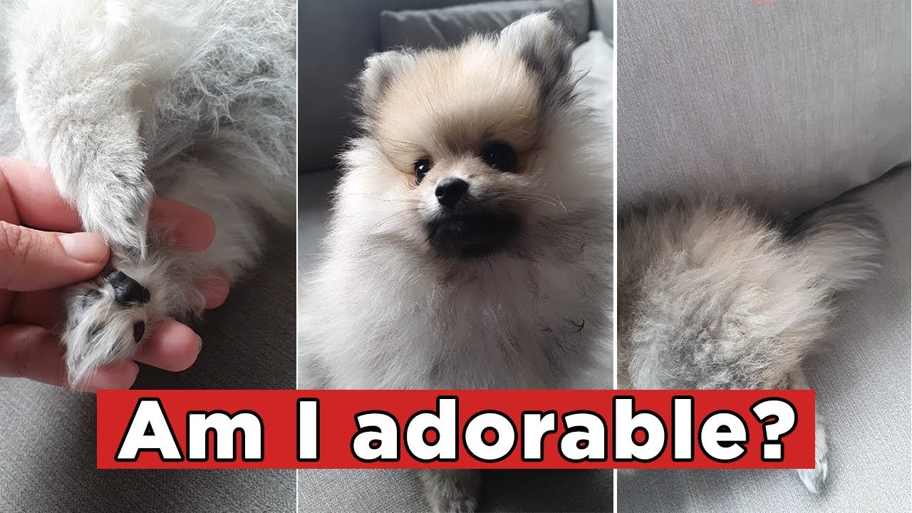 Do You Think I Am An Adorable Puppy YouTube do-you-think-i-am-an-adorable-puppy-youtube