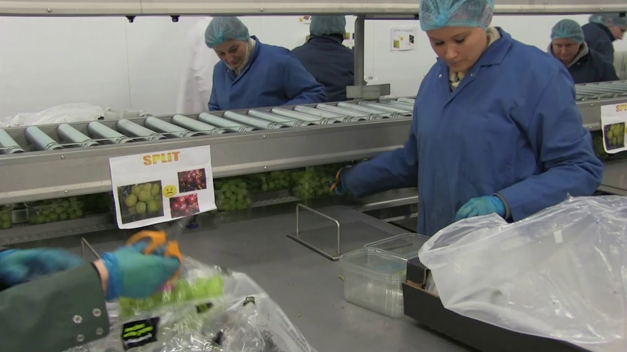 Grapes - Multi Tier Modular Packing Lines - YouTube