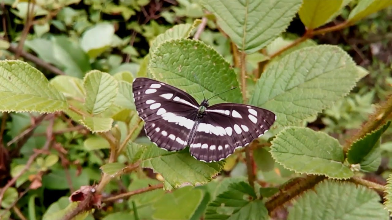 Common Sailor [neptis hylas] - YouTube