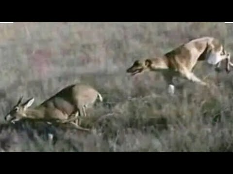 GREYHOUND VS STEENBOK 2022 p18 - YouTube