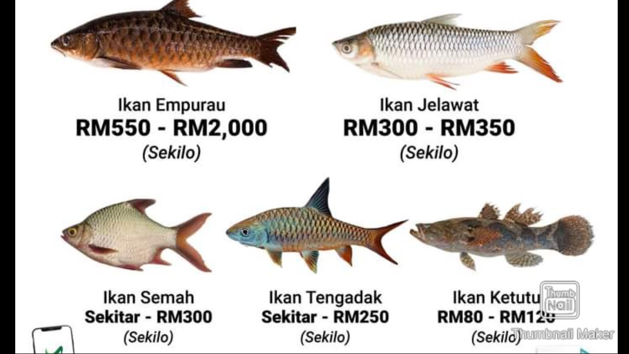 TOP 5 IKAN AIR TAWAR TERMAHAL DI MALAYSIA - YouTube