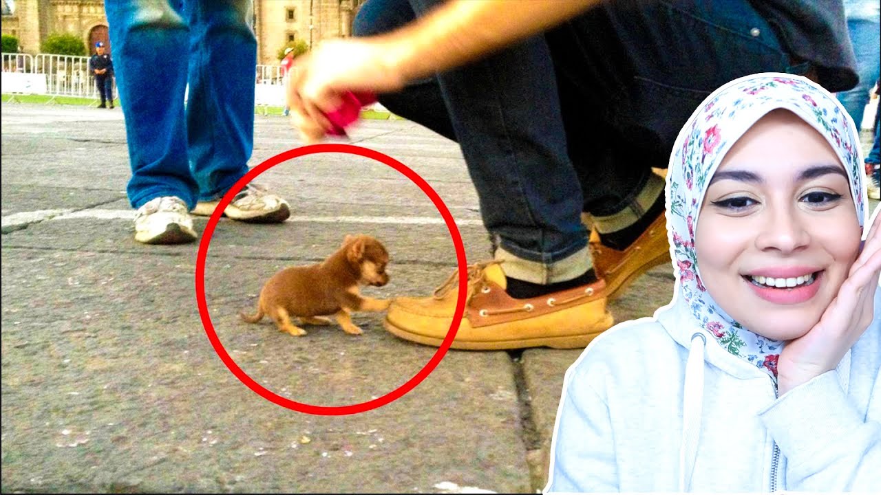 اصغر10 كلاب في العالمكيووووت💗😍👽😱 Youtube