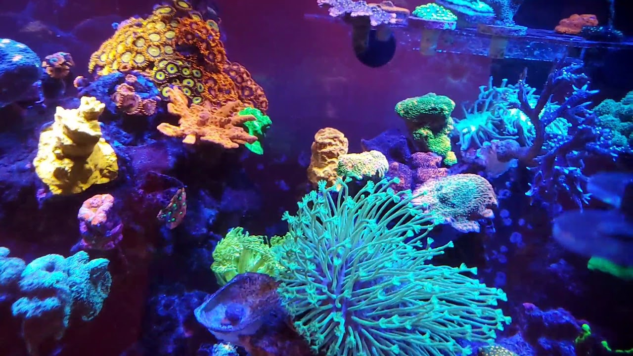 75 gallon reef tank HD - YouTube