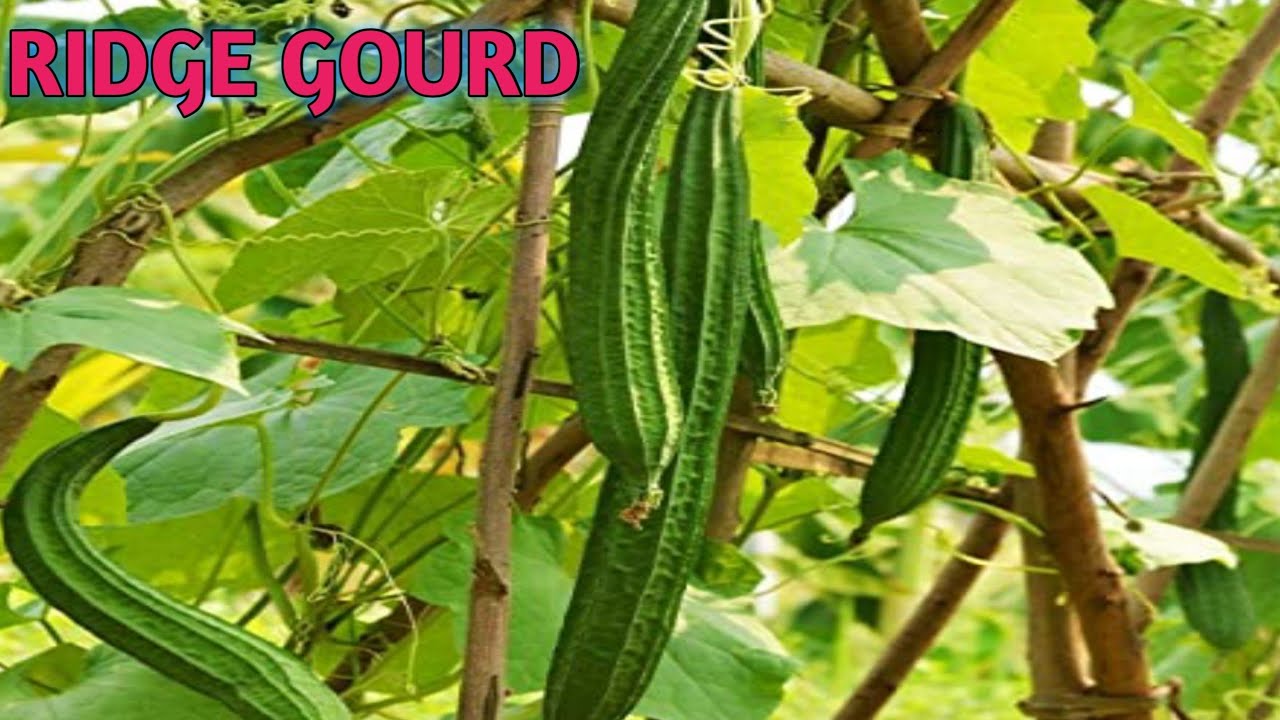 How To Grow Organic Ridge Gourd In Grow Bag Or Pot At Home Garden ...