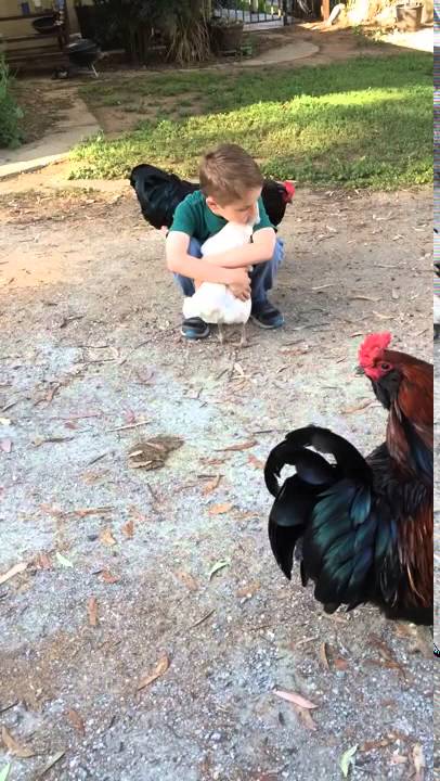 A Boy Hugging Chicken - YouTube