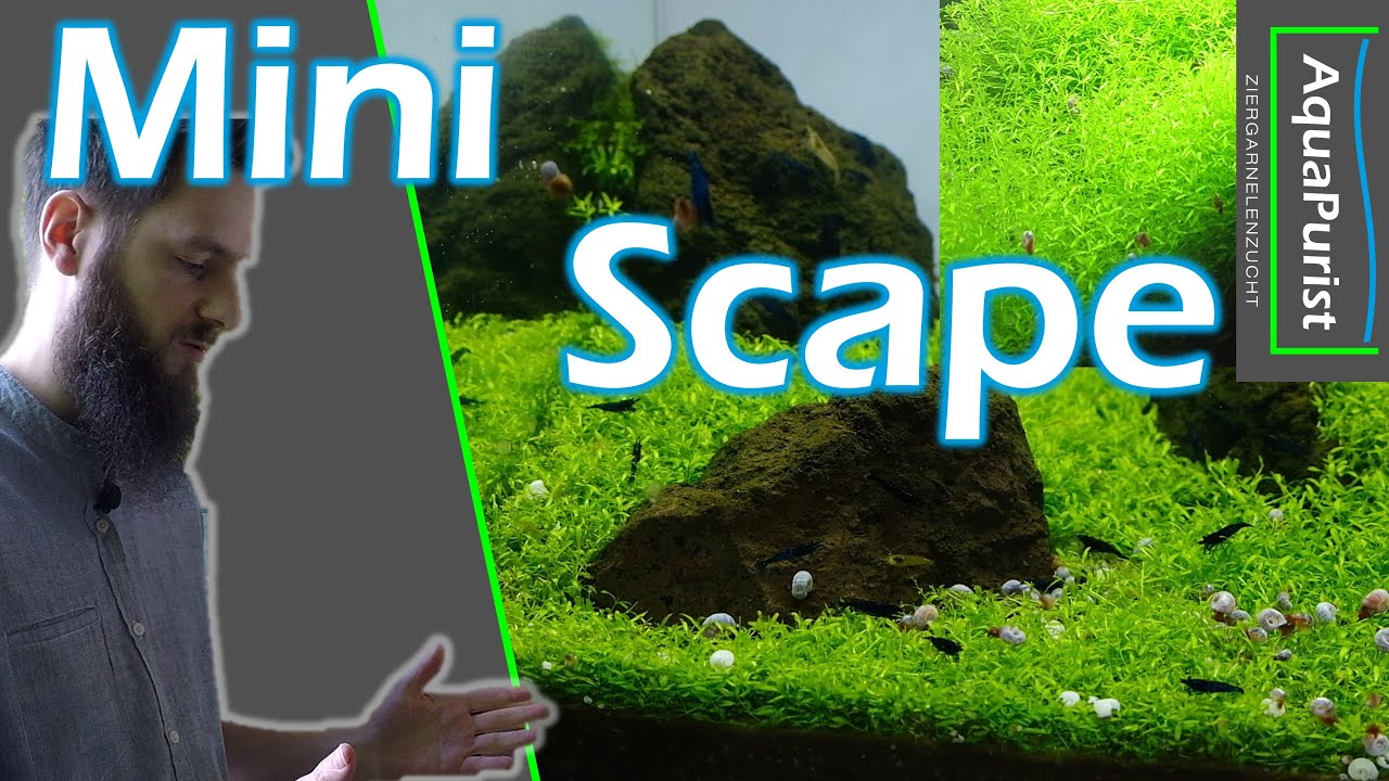 Mini Scape Aquarium und Pflege - YouTube
