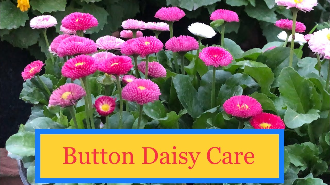 BUTTON DAISY... How to grow and care. - YouTube