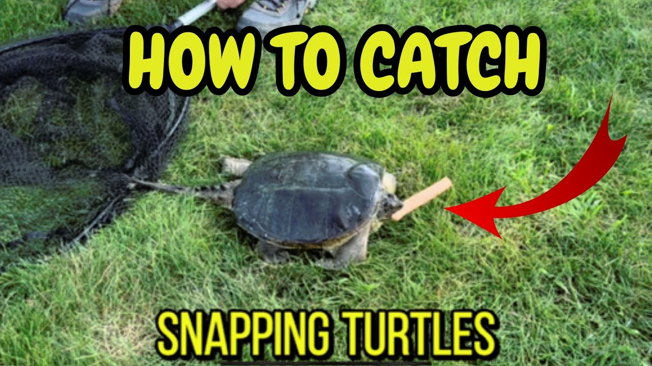 HOW TO Catch GIANT Snapping Turtles In YOUR Pond! - YouTube