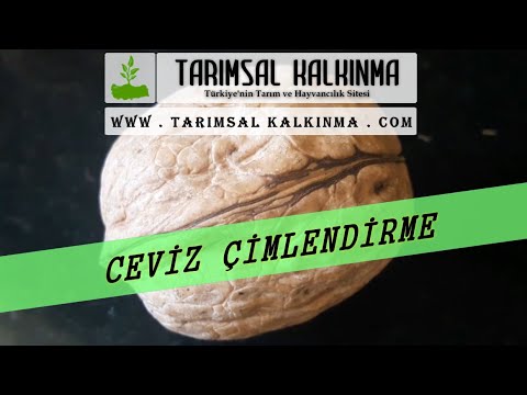 Ev Ortamında Ceviz Çimlendirme / Tohumdan Ceviz Yetiştirme