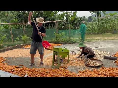 Hà came to help Hồng separate the corn kernels after the harvest season.