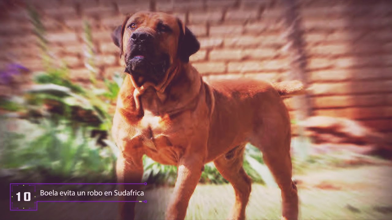 Top 10 perros vs ladrones - YouTube