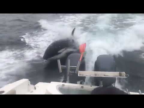 Killer whales chase boat - 1004029 - YouTube