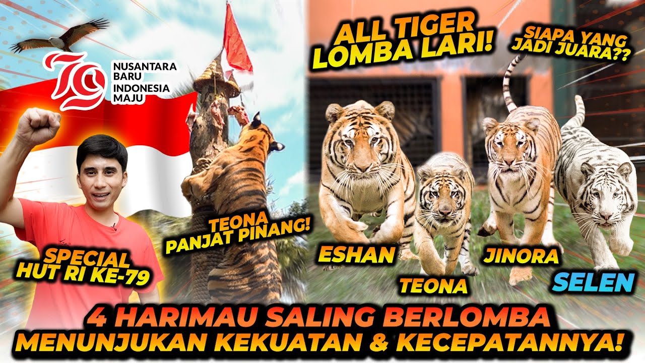 4 HARIMAU IKUT LOMBA SPECIAL 17 AGUSTUS ! MERDEKA !! - YouTube