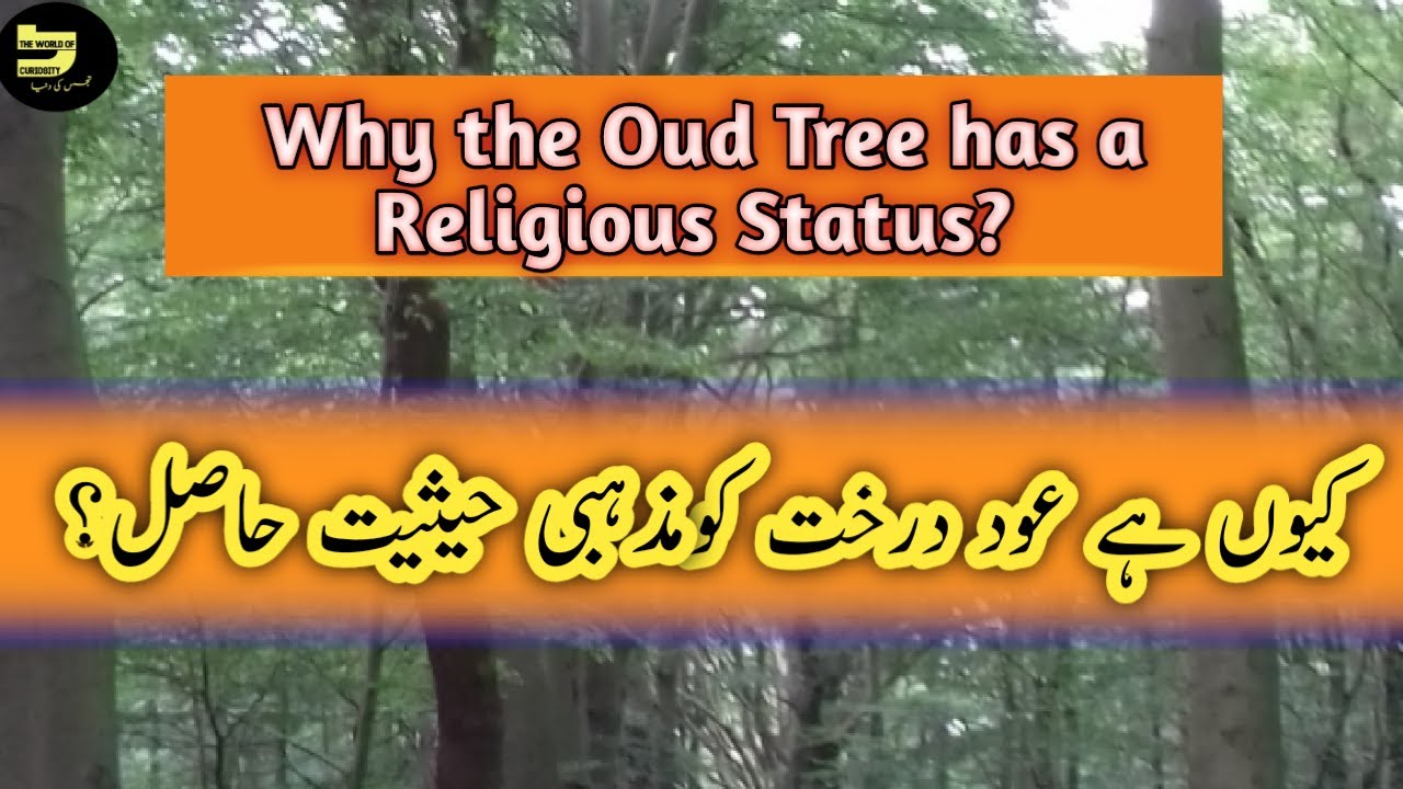 Why the Oud Tree has a Religious Status? || Holy Tree Agarwood - YouTube