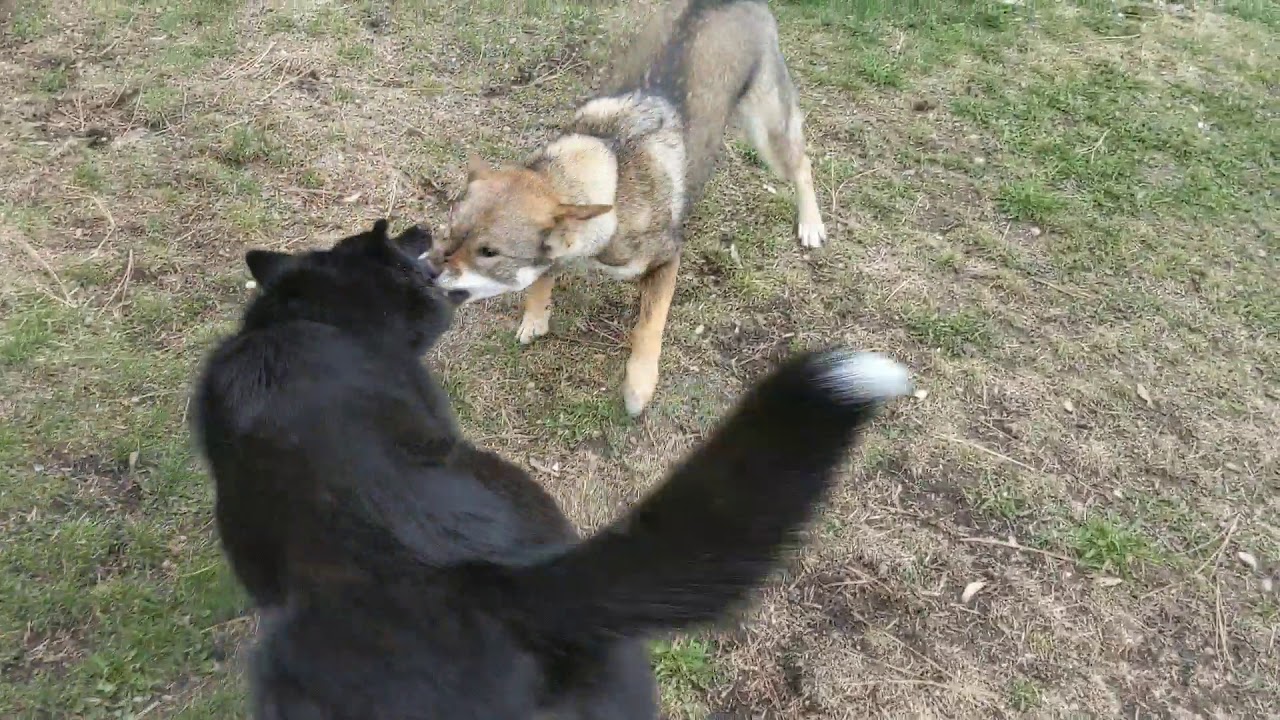 Shikoku and Karelian Bear Dog at play - YouTube
