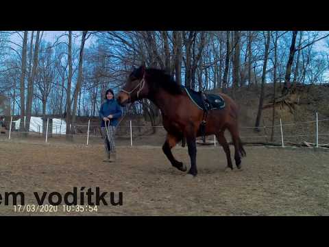 Bertík -obsedání - 2.část výcviku