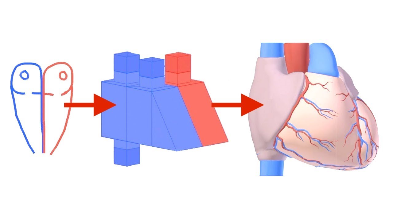 The Heart 101 - YouTube