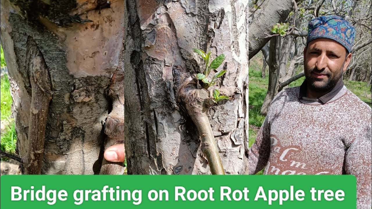 Successful Rate of B Grafting/How To Protect a Root Rot/Damaged Apple🍎 ...
