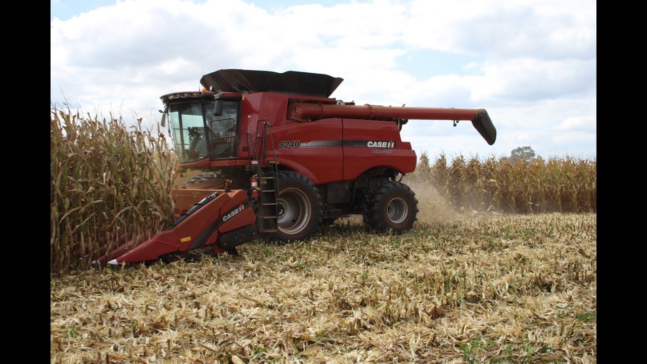 Case IH 8240 Combines Shelling Corn - YouTube