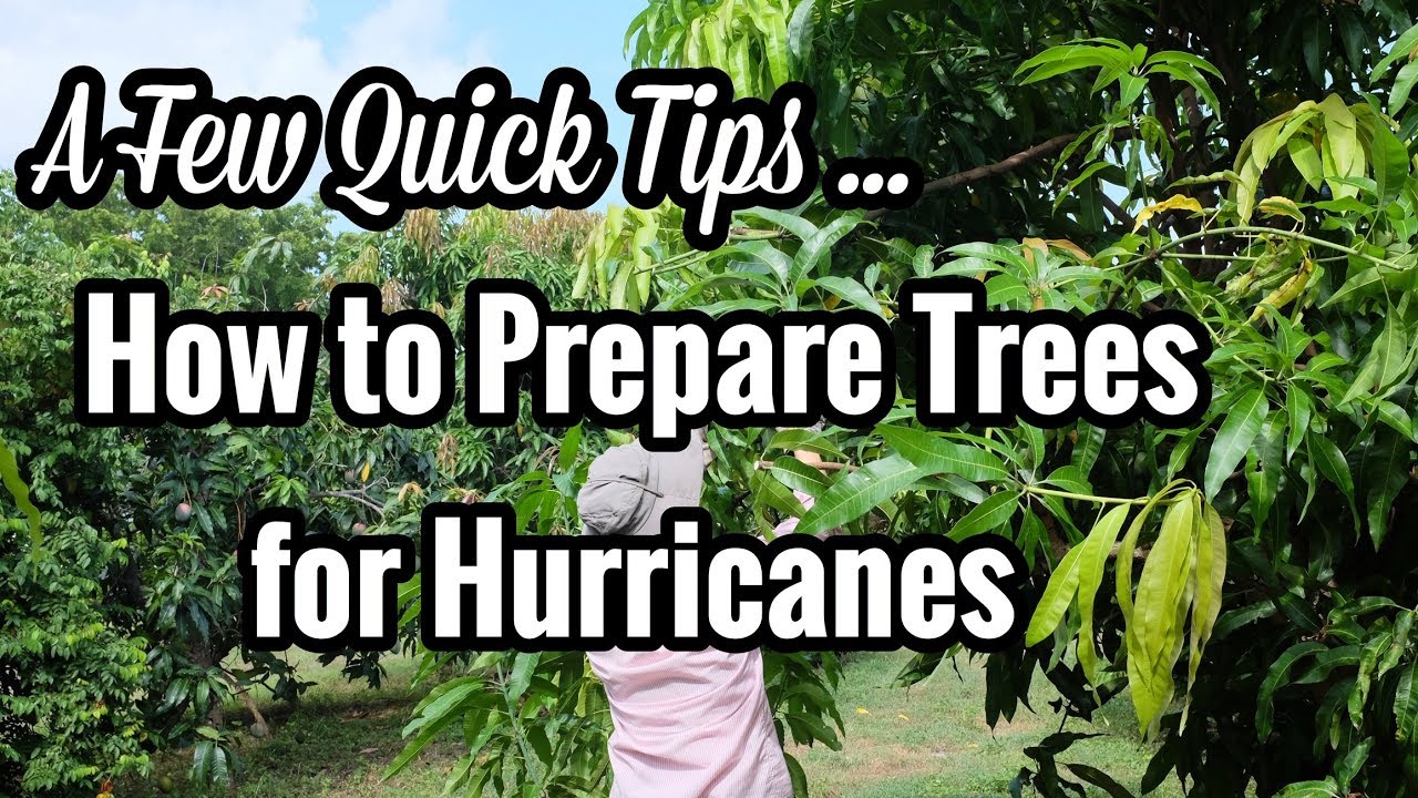 A Few Quick Tips for Preparing Trees for Hurricanes - YouTube