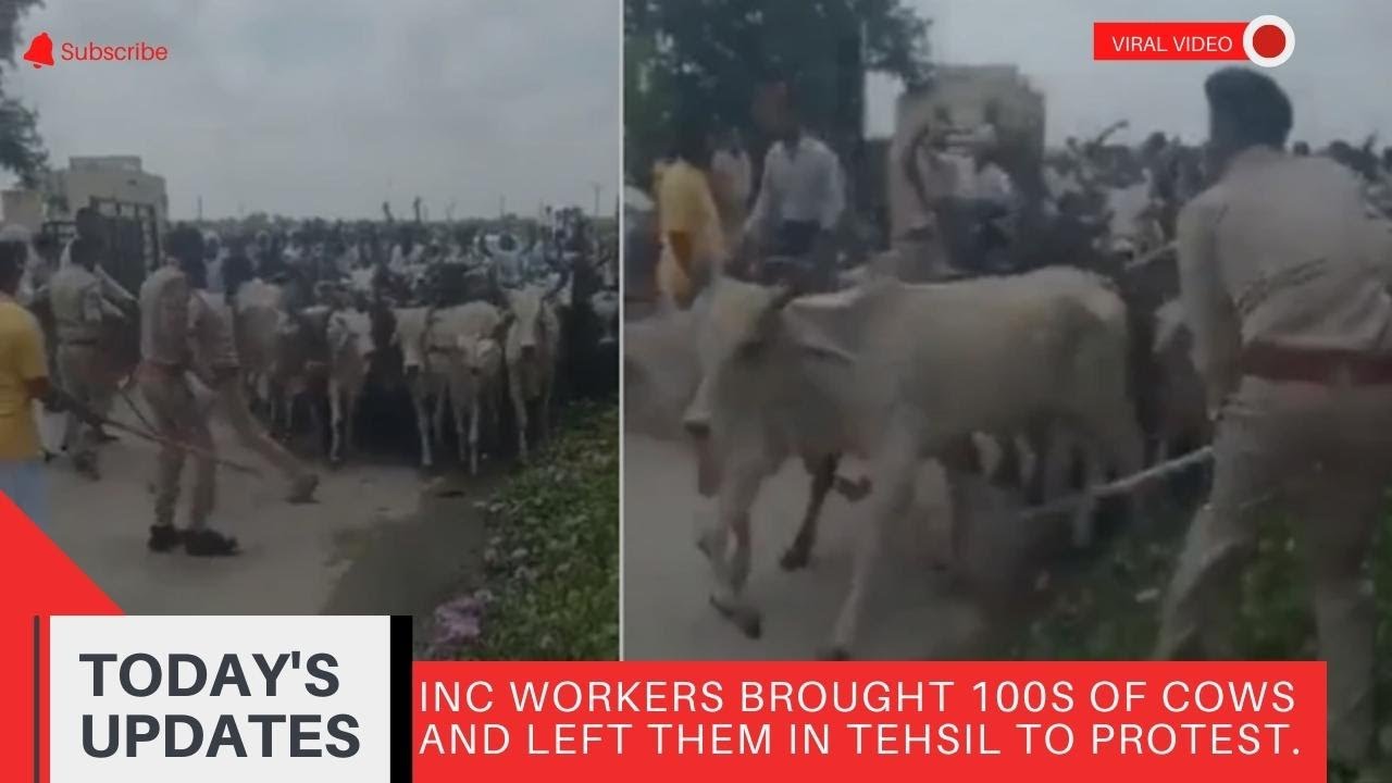 INC workers brought 100s of cows and left them in Tehsil to protest ...