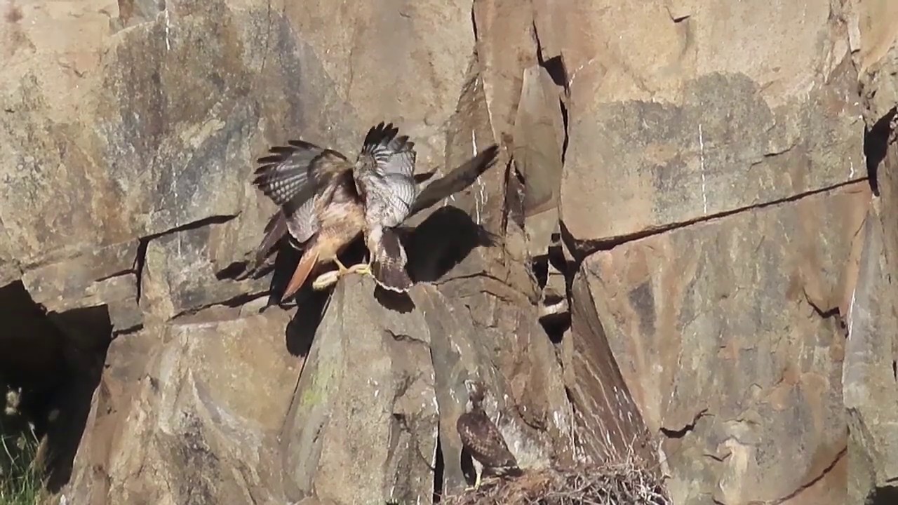 Red tailed Hawk Young Feed on Rattlesnake - YouTube