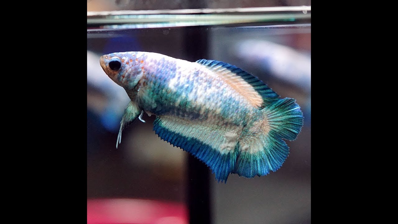 Betta Fish BLUE BUTTERFLY Double Tail Plakat DTPK (Female) -732 - YouTube
