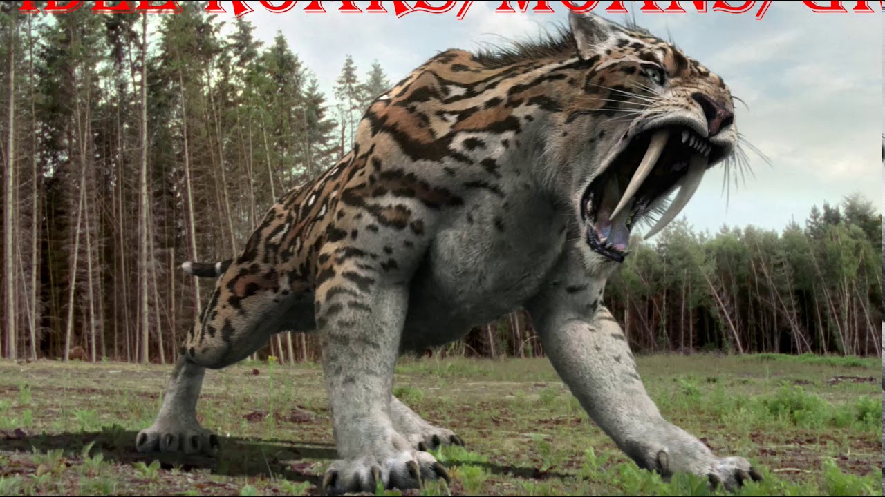 Smilodon sounds - YouTube