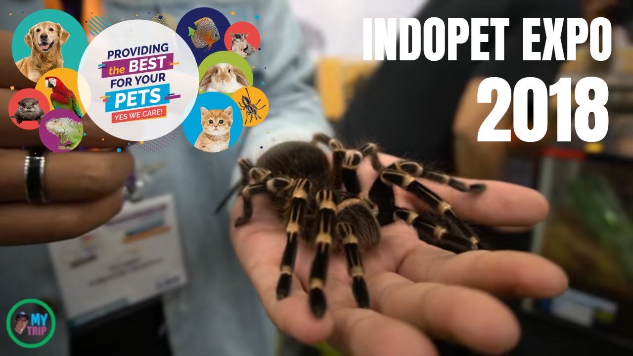 Indo Pet Expo 2018 Indonesian Convention Exhibition - YouTube