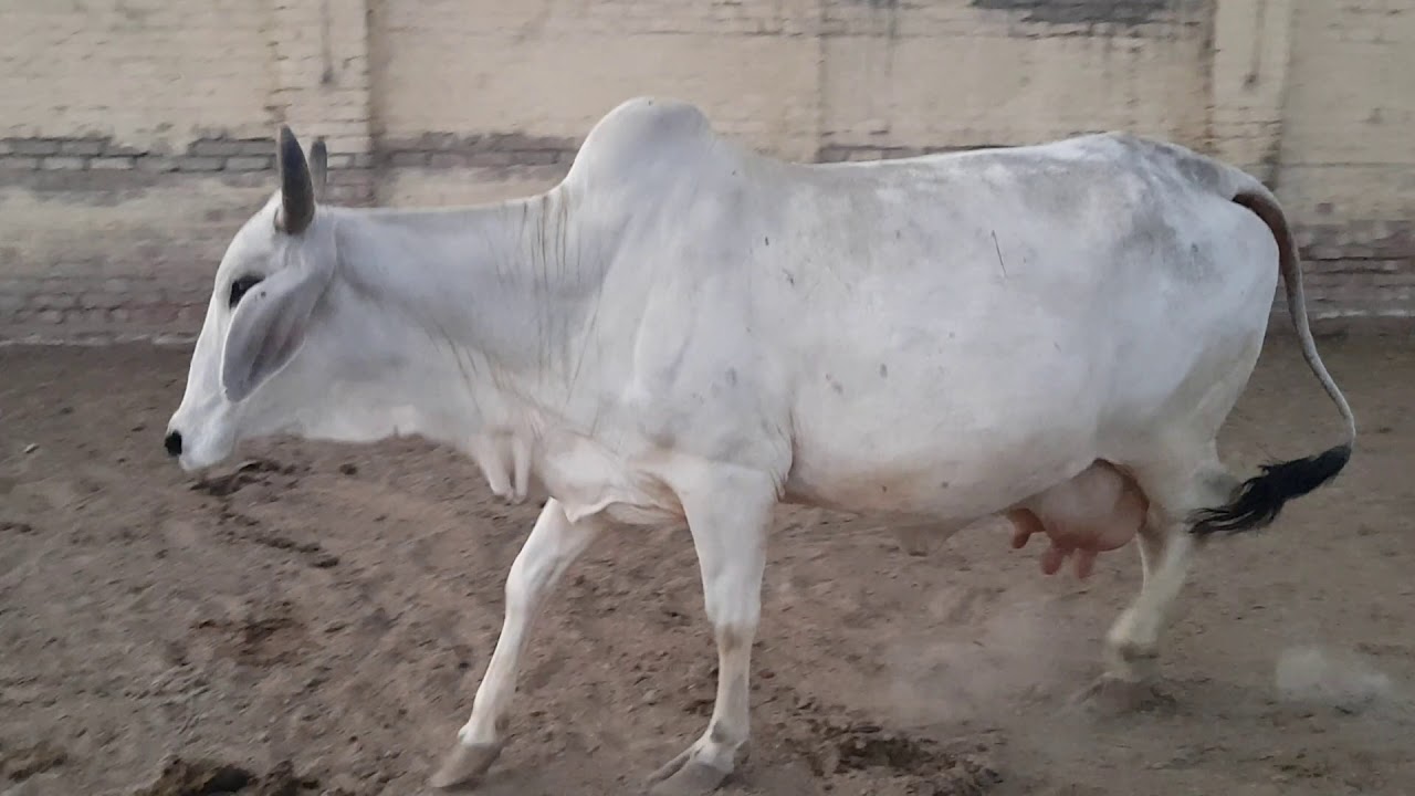 Tharparker breed cows - YouTube
