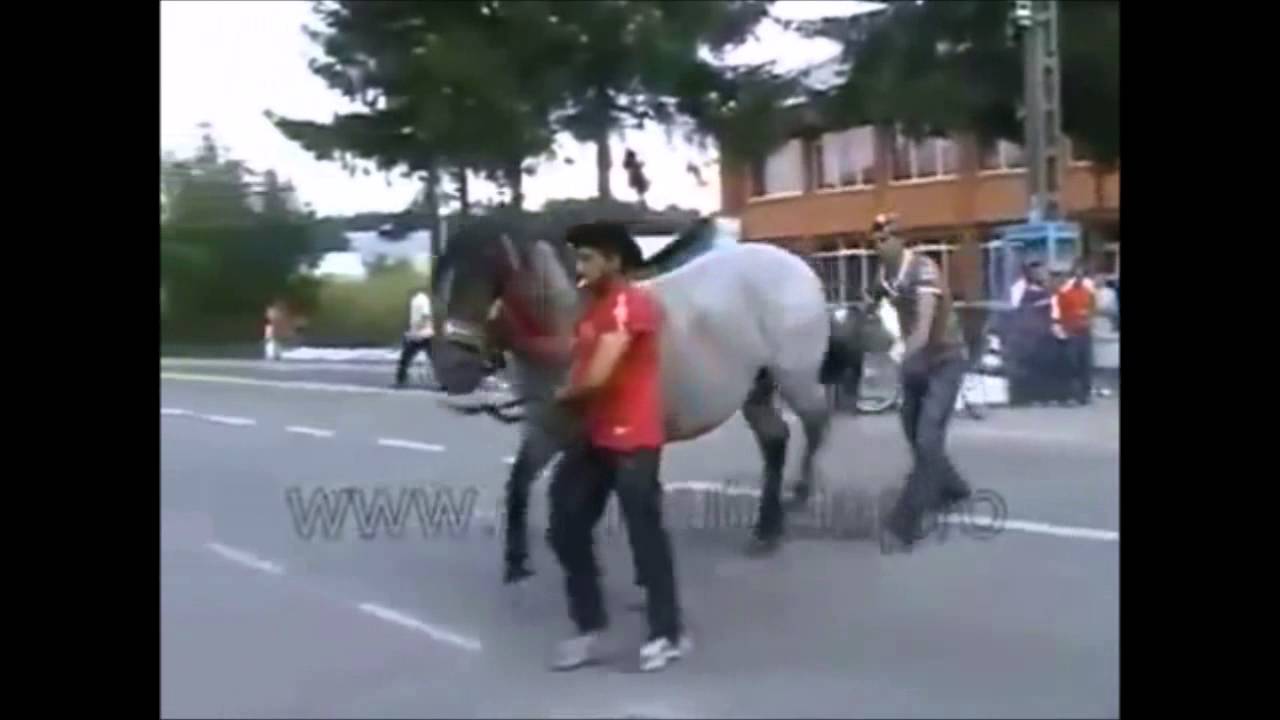 MLG animal - YouTube