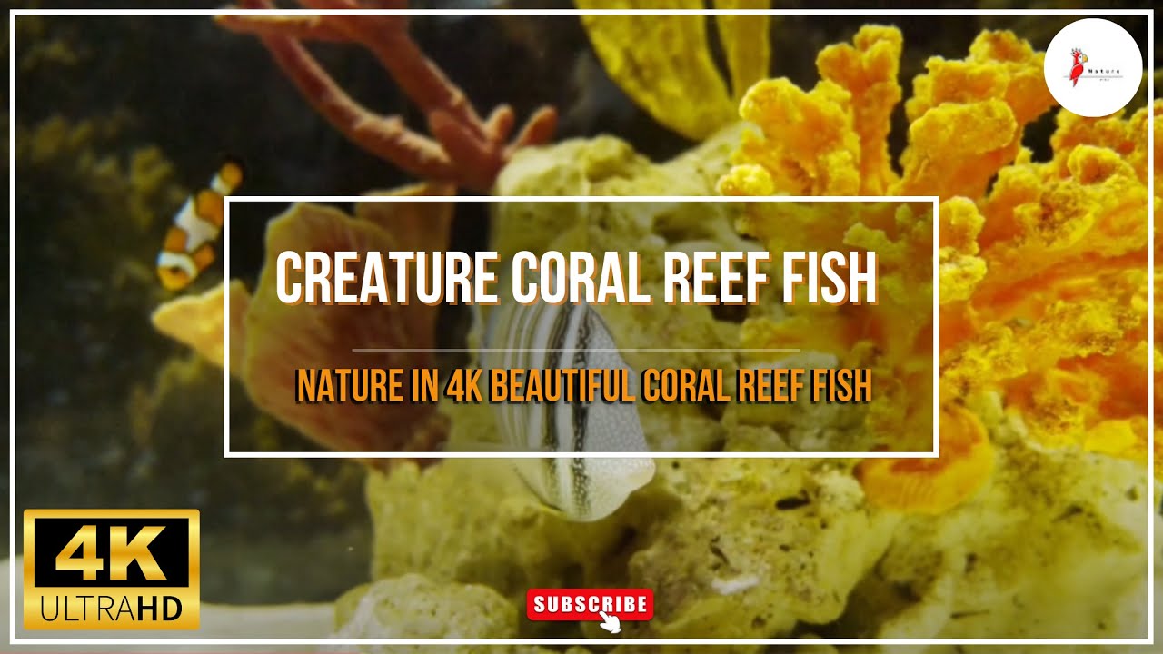 Nature in 4K Beautiful Coral Reef Fish | Amazing Creature Coral Reef ...
