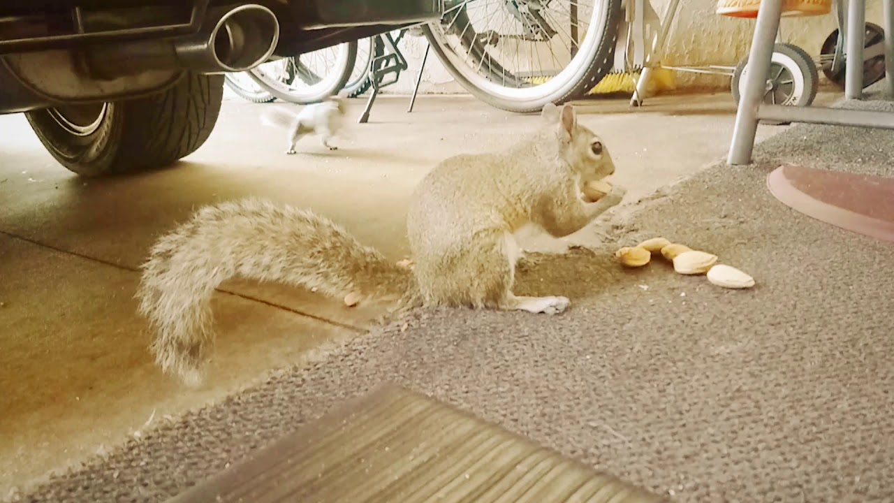 Tuesday Squirrels and I - YouTube