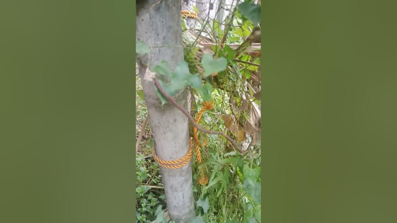 Picking Wild pipino kinain ko ang sarap /KUYA REY MIX VLOG - YouTube