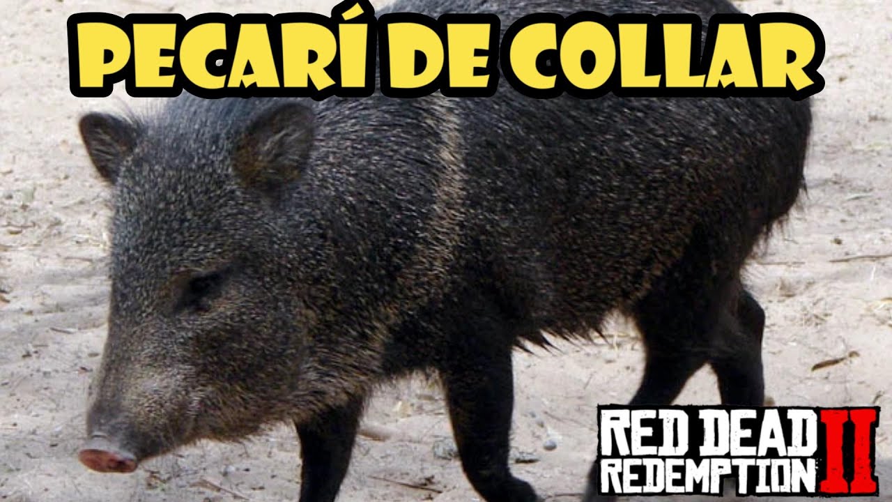 Donde encontrar el PECARÍ de COLLAR en Red Dead Redemption 2 ️ - YouTube