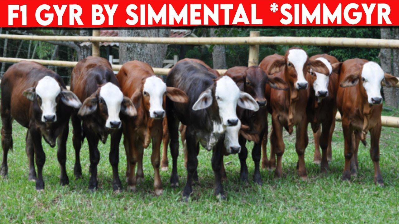 ⭕ Cattle F1 Gyr And SIMMENTAL Dairy Cows - YouTube