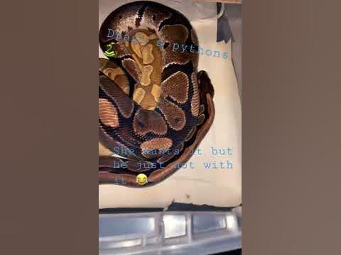 Breeding ball pythons 🐍 #subscribe #livefeeding #python #rat #breeding ...